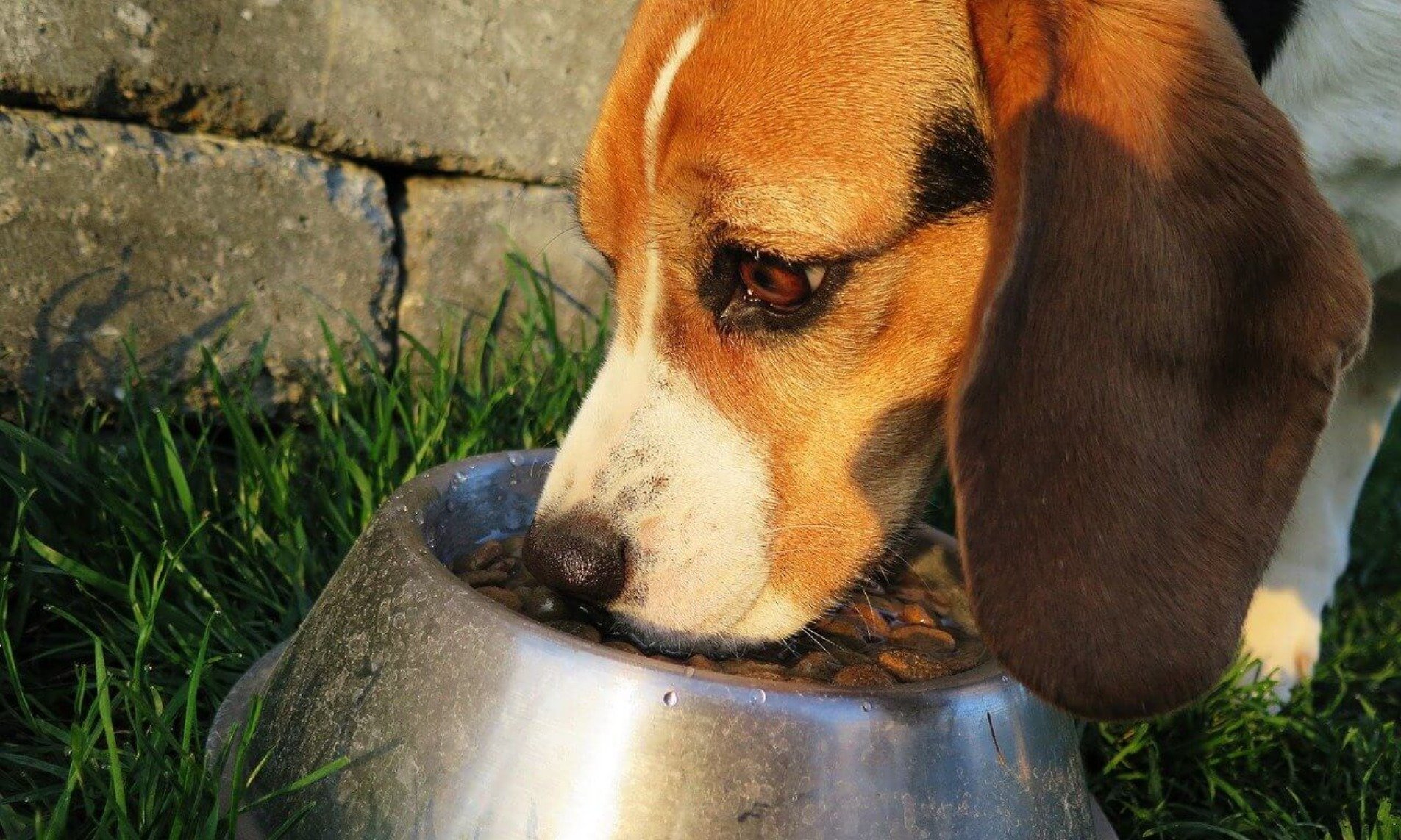 Hundefutter für kleine Hunde: 6 Hinweise, auf die Du achten solltest.