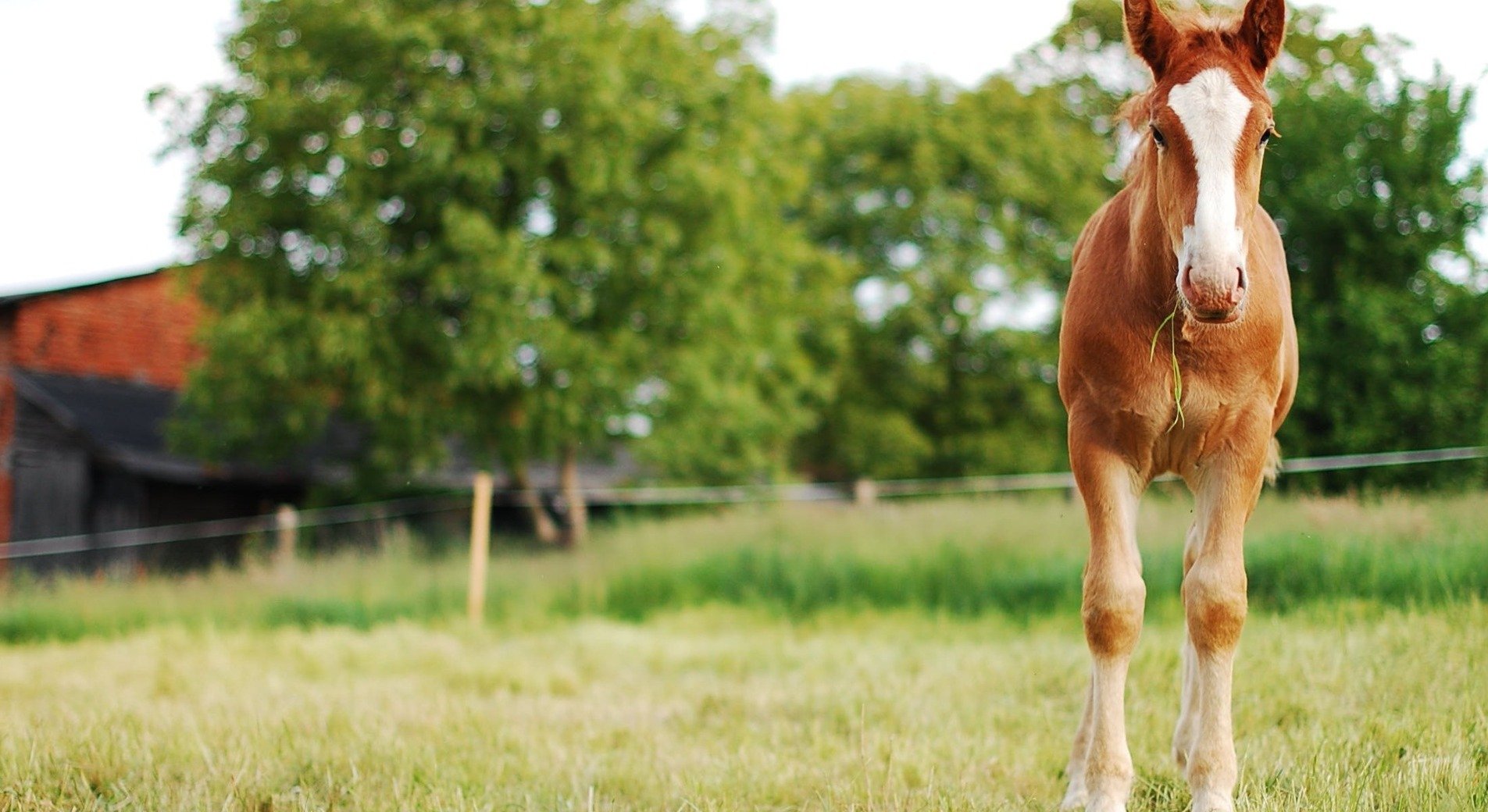 Fohlenfutter Alles Gute für den Start ins Leben