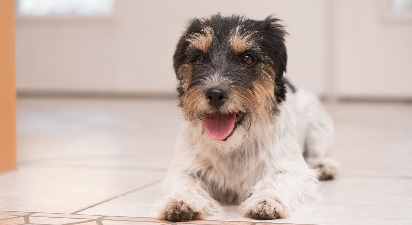 Hund ist kurzatmig: bei Anstrengung und in Ruhe - Ist das normal?