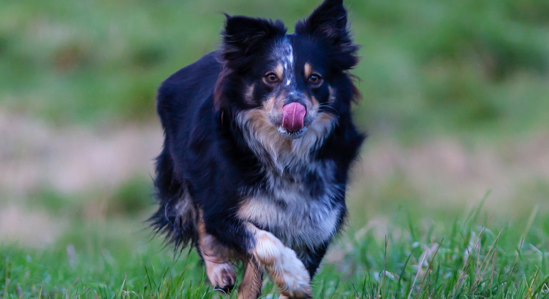 Richtige Hundeernährung Hunde artgerecht füttern