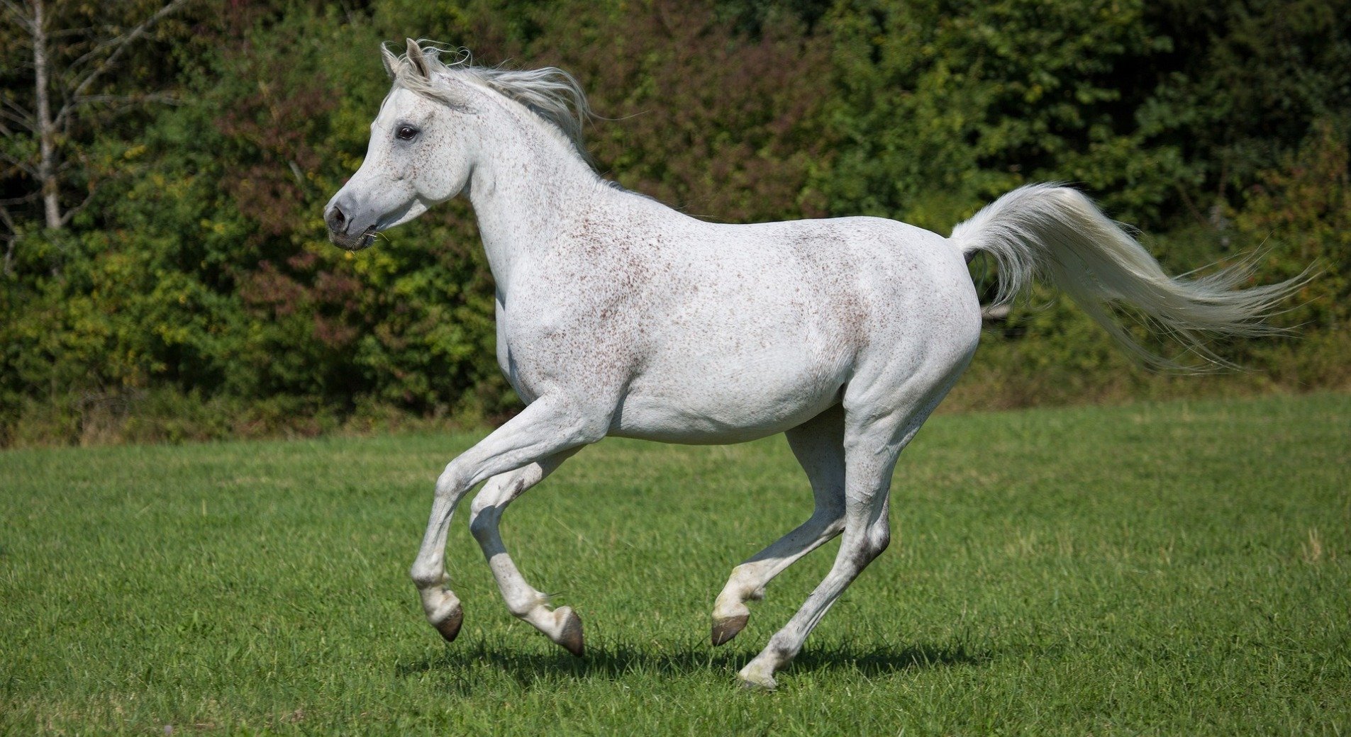 Kraftfutter fürs Pferd – Das solltest Du wissen!