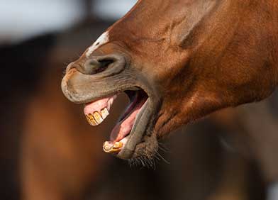 EOTRH beim Pferd: Symptome, Diagnose & Behandlung