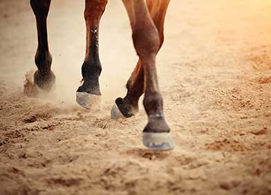 Gesunde Gelenke beim Pferd ♥ Tipps für starke Beine