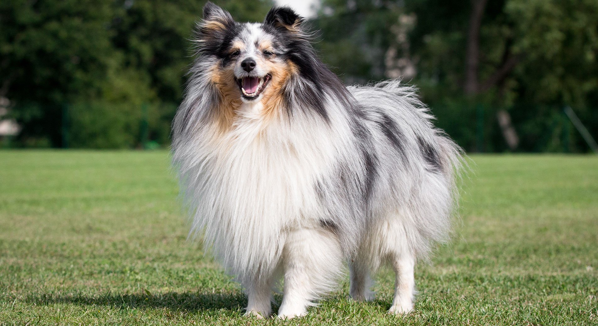 Rasseportrait Sheltie ♥ Alles über den Hütehund aus Shetland