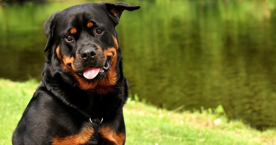 Dein Hund muss abnehmen? Diese Tipps helfen bei der Diät!