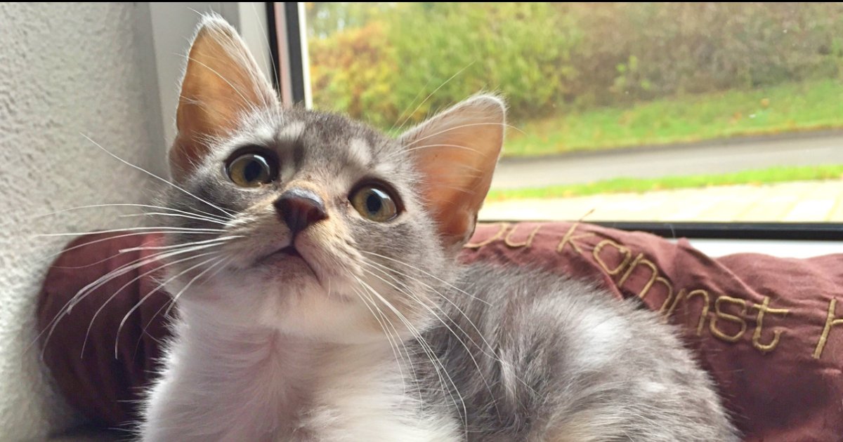 Das richtige Kittenfutter für ein gesundes Wachstum Ihrer Katze