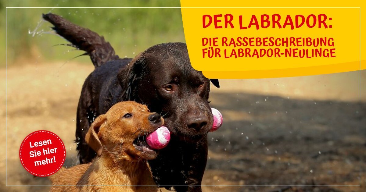 LABRADOR RETRIEVER | Rassebeschreibung für Labrador-Neulinge
