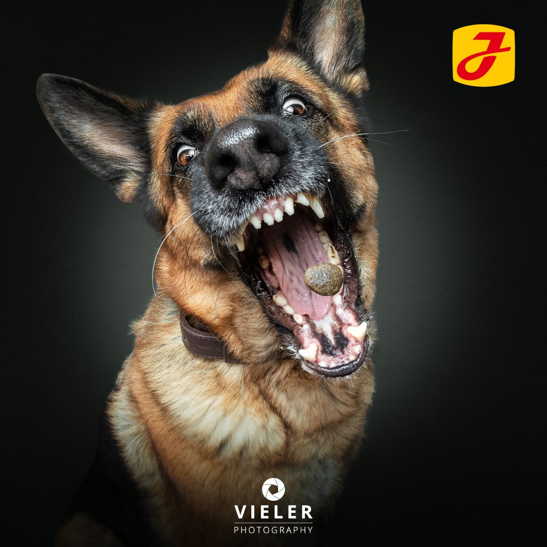 Deutscher Schäferhund: Informationen über die Hunderasse erfahren