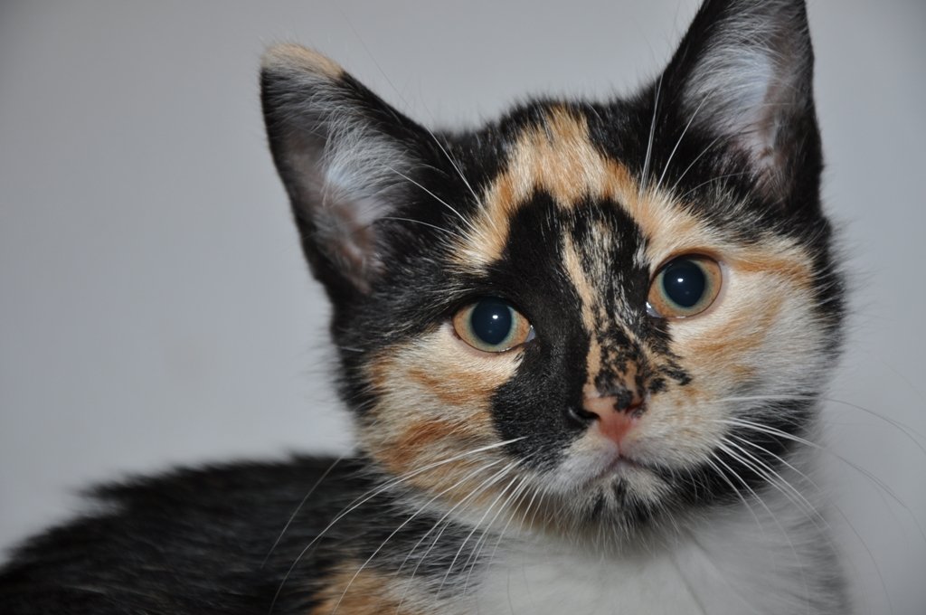 Getreidefreies & schmackhaftes » JOSERA Katzenfutter!