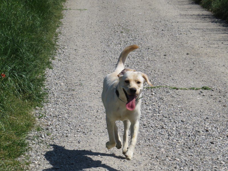 Gassi gehen So ist die tägliche Runde gesund für Hund & Halter